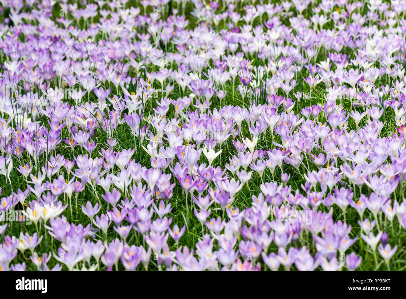 A carpet of early crocus flowers (Crocus tommasinianus Stock Photo - Alamy