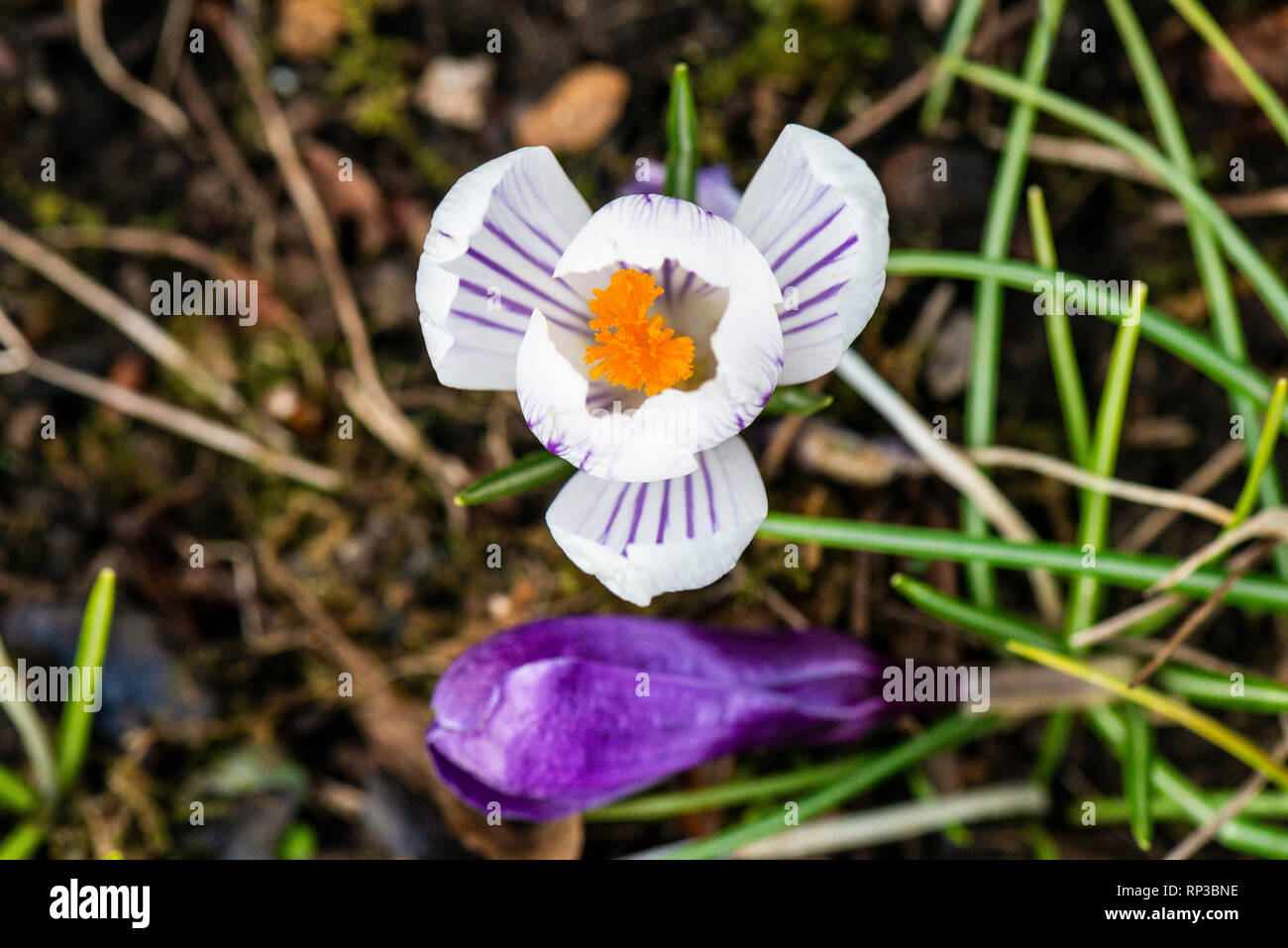 Purple And White Striped Flower High Resolution Stock Photography and ...