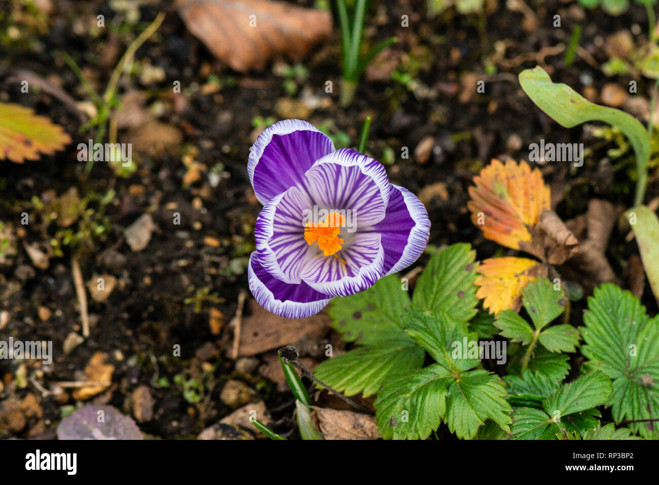 White striped crocus hi-res stock photography and images - Alamy