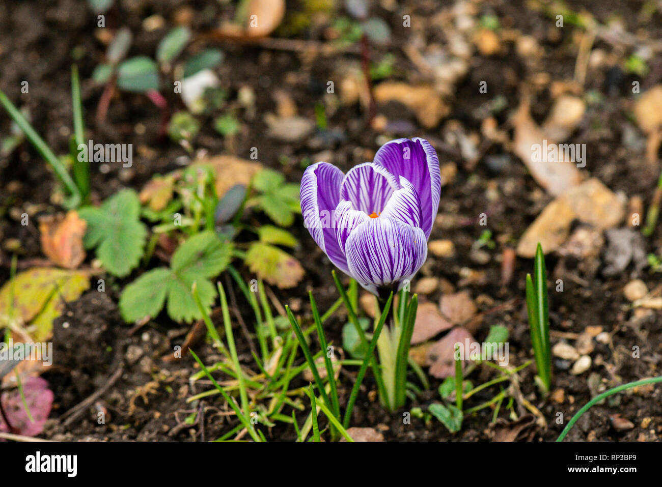 White striped crocus hi-res stock photography and images - Alamy