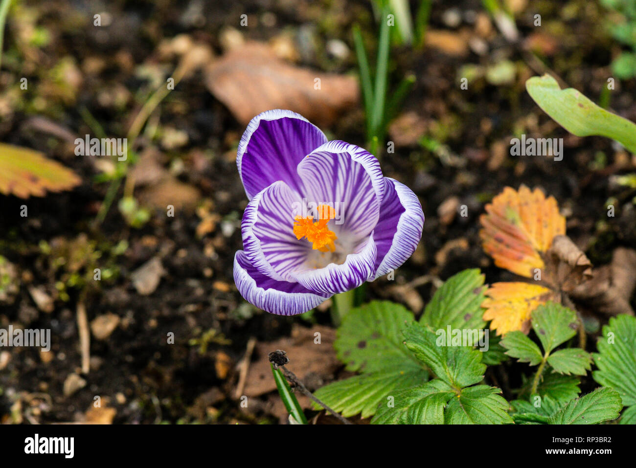 Purple and white striped crocus flower Stock Photo - Alamy