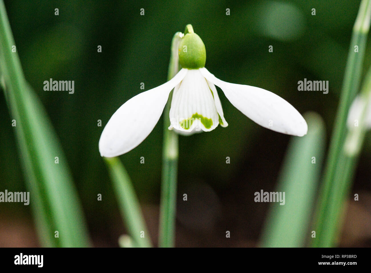 The flower of a snowdrop 'S. Arnott' (Galanthus 'S. Arnott' Stock Photo ...