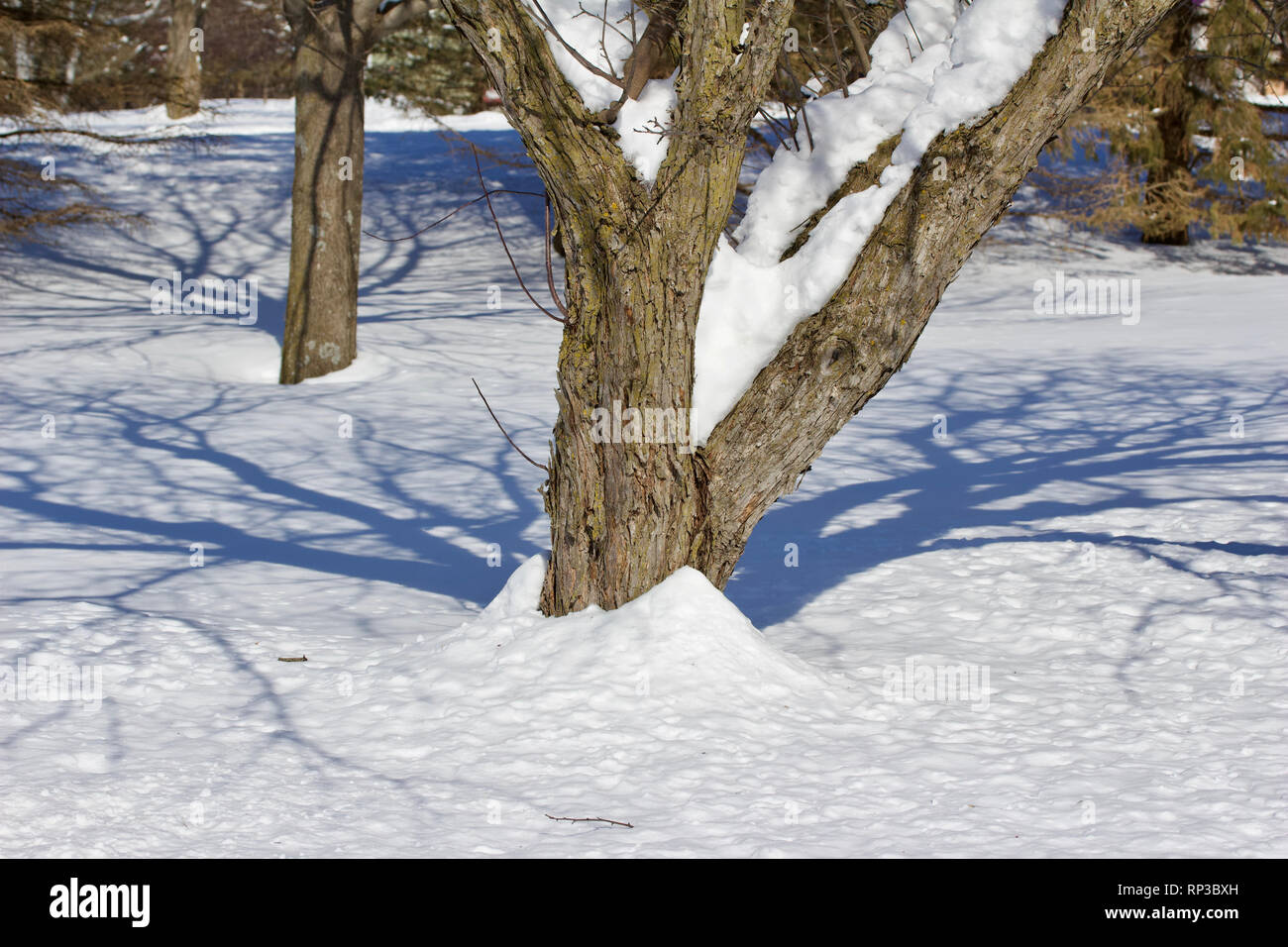 View of heavy snow covering the limbs of a deciduous tree after a ...
