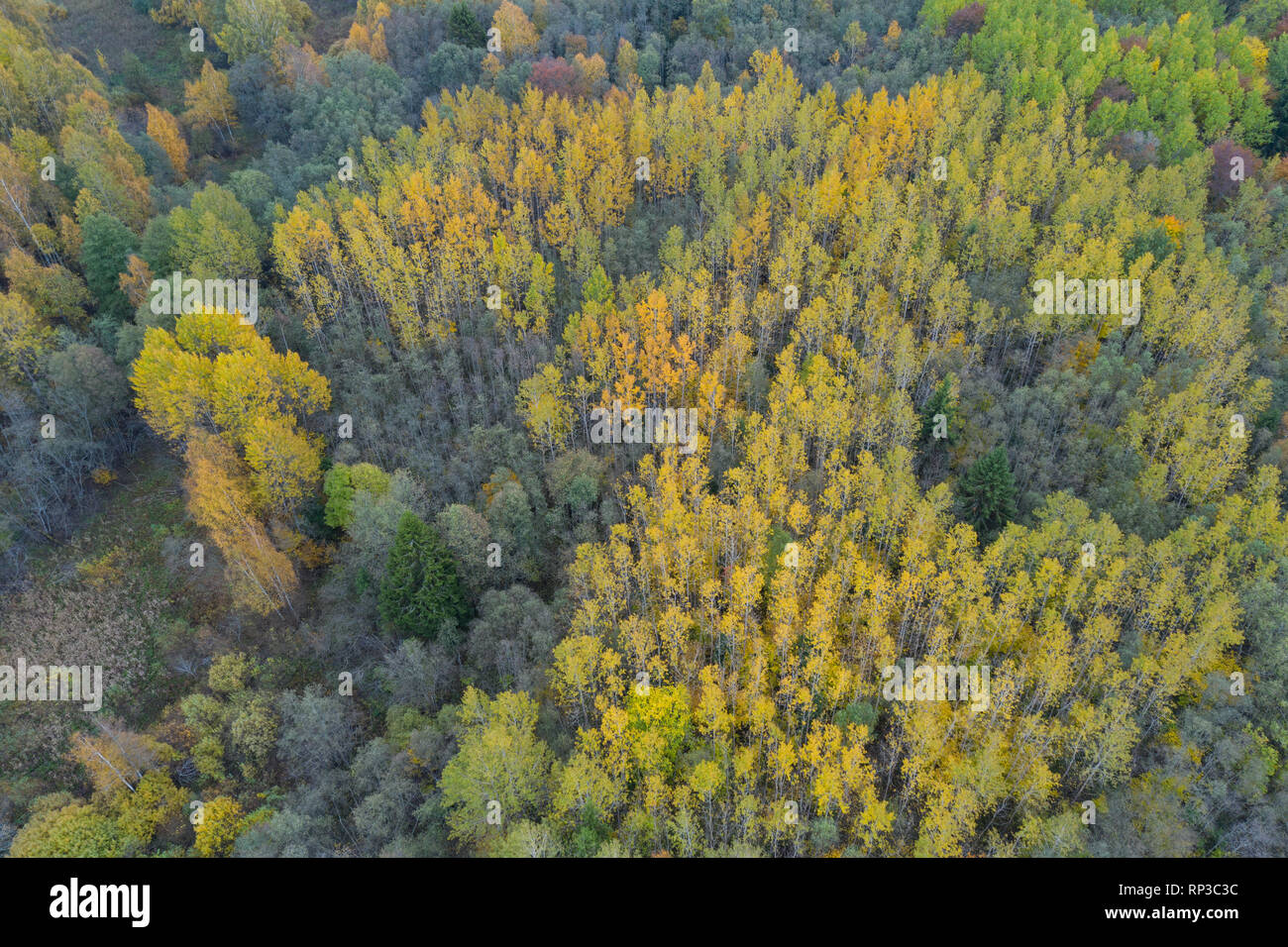 Aerial view to colorful boreal forest, autumn Stock Photo - Alamy