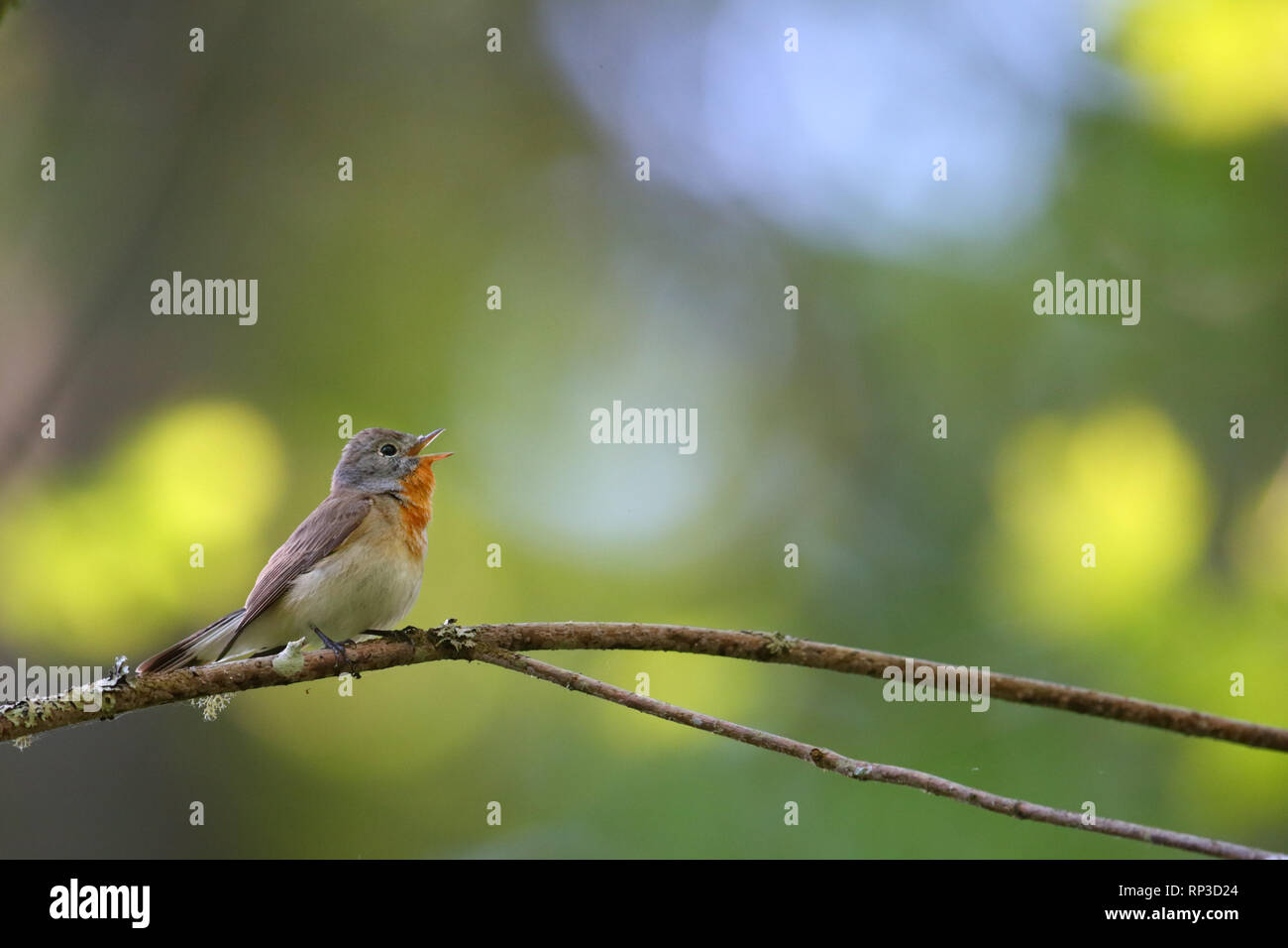 Red breasted flycatcher (ficedula parva) hi-res stock photography and ...