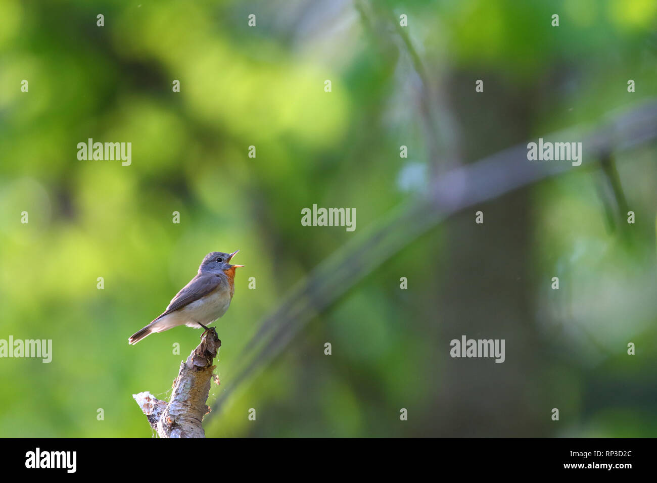Male Red-breasted Flycatcher (Ficedula parva) in spring. Europe Stock ...