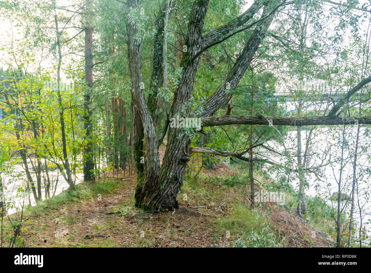 A footpath in a green magical forest landscape on river iceland in the ...