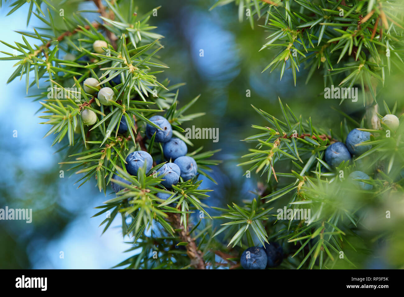 Juniper berry tree hi-res stock photography and images - Alamy