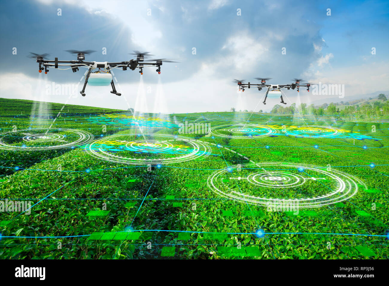 Agriculture drone scanning area to sprayed fertilizer on green tea ...