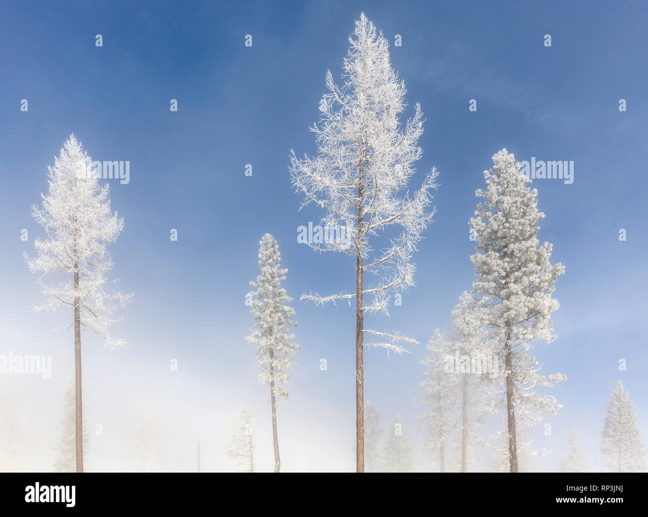 WA14478-00...WASHINGTON - Frosted trees with fog near Loop Loop Summit ...