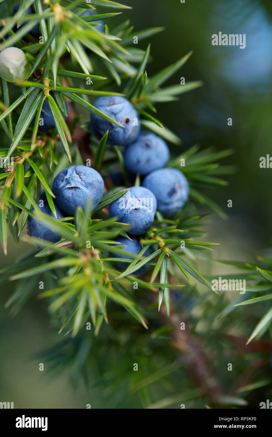 Juniper tree close up hi-res stock photography and images - Alamy