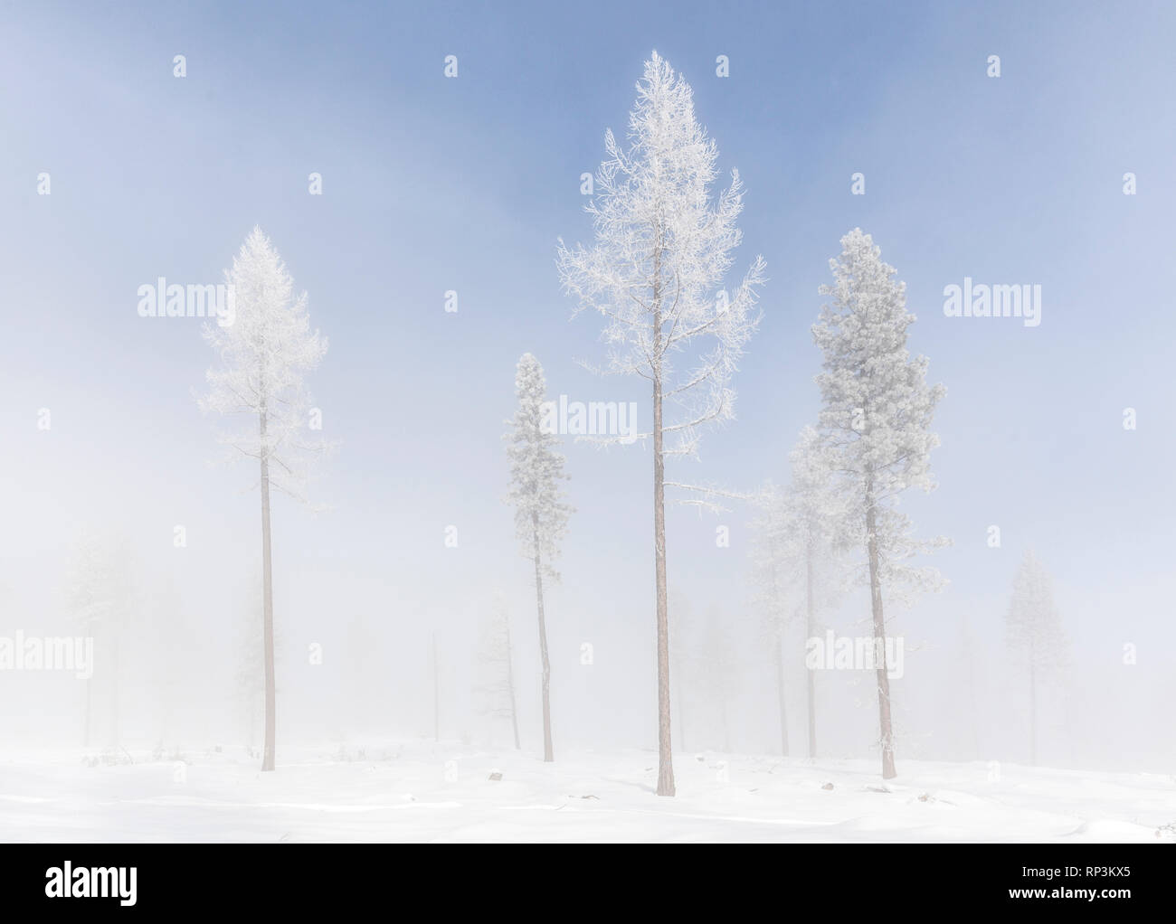 WA14471-00...WASHINGTON - Frosted trees with fog near Loop Loop Summit ...