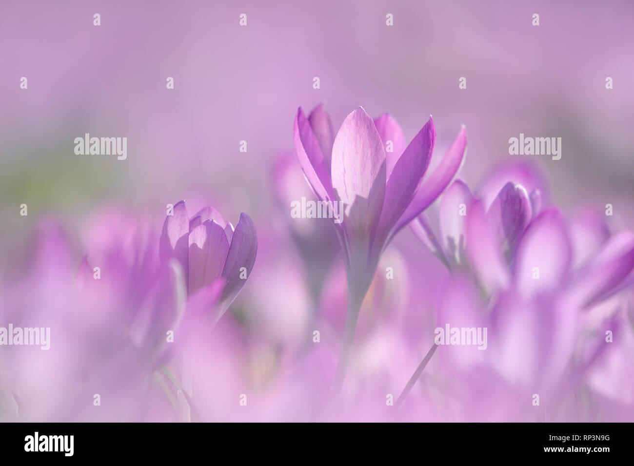 Close-up of beautiful Flowering Crocus Flowers in Spring. View of ...