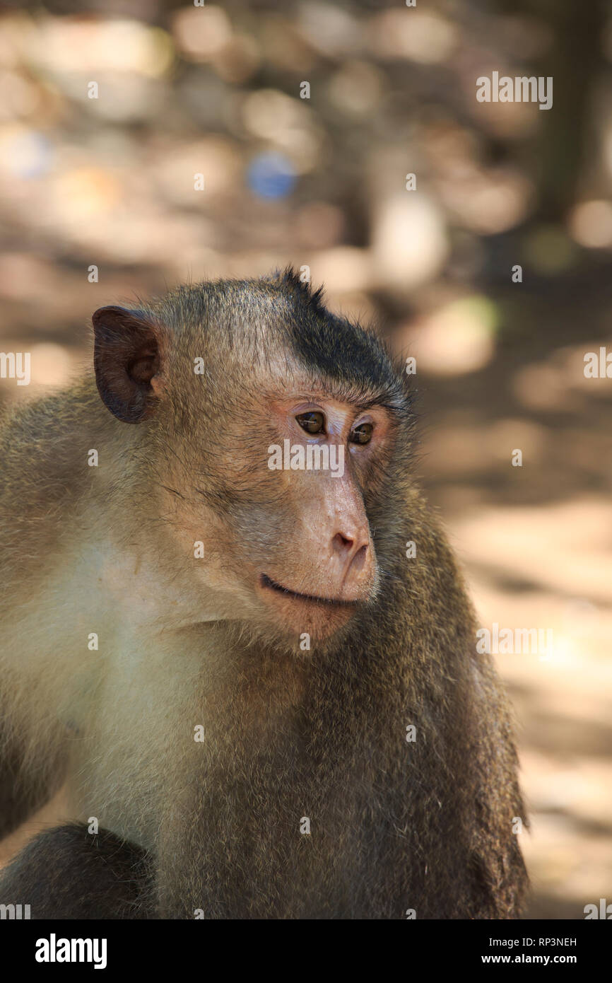 Side Profile Monkey Face Stock Photo - Alamy