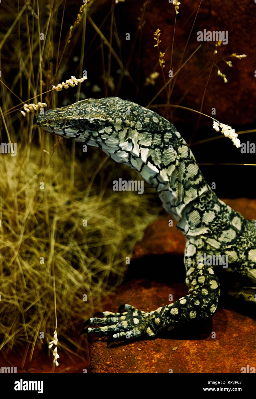 Lizard uluru ayers rock australia hi-res stock photography and images ...