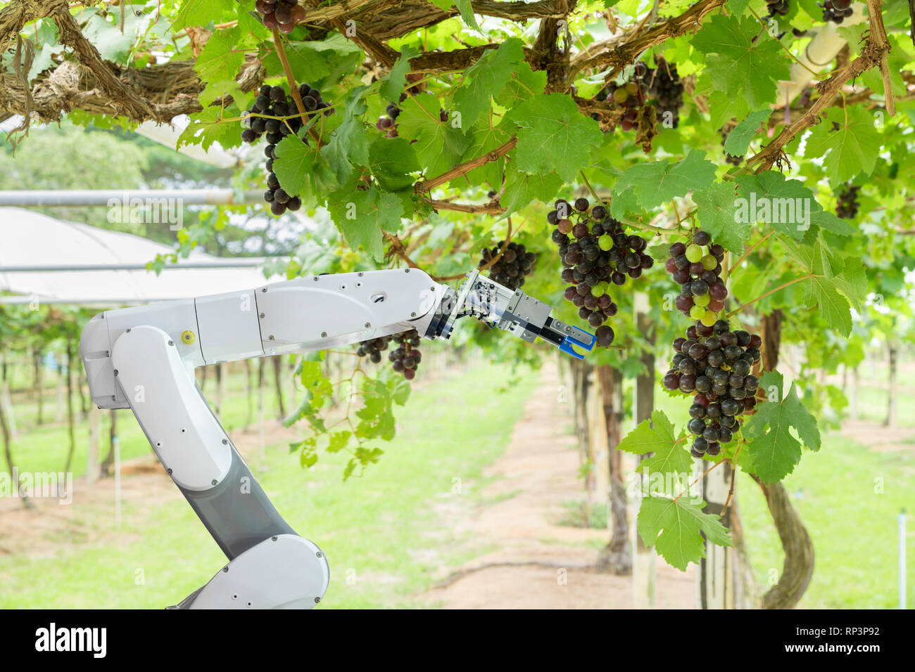 Agricultural robot assistant harvesting grapes to analyze the grape ...