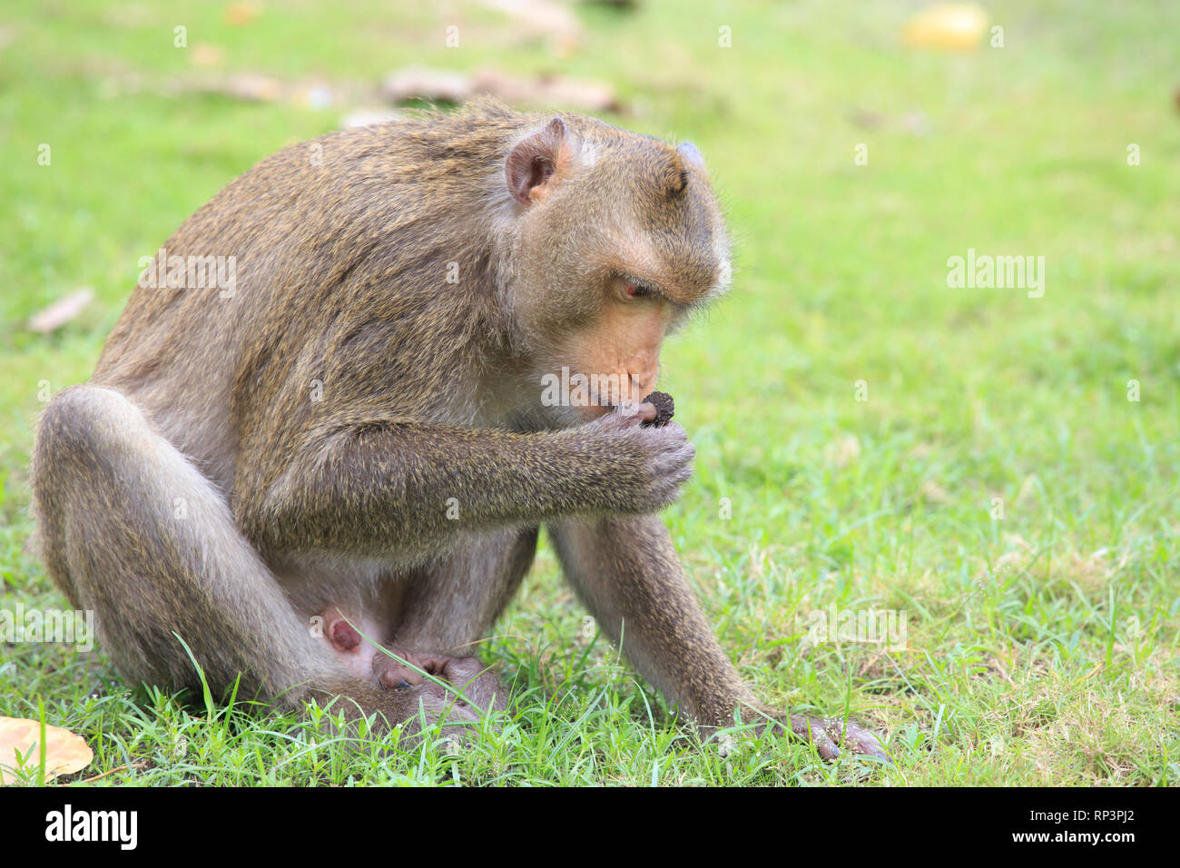 Temple Monkey in Angkor Wat Stock Photo - Alamy