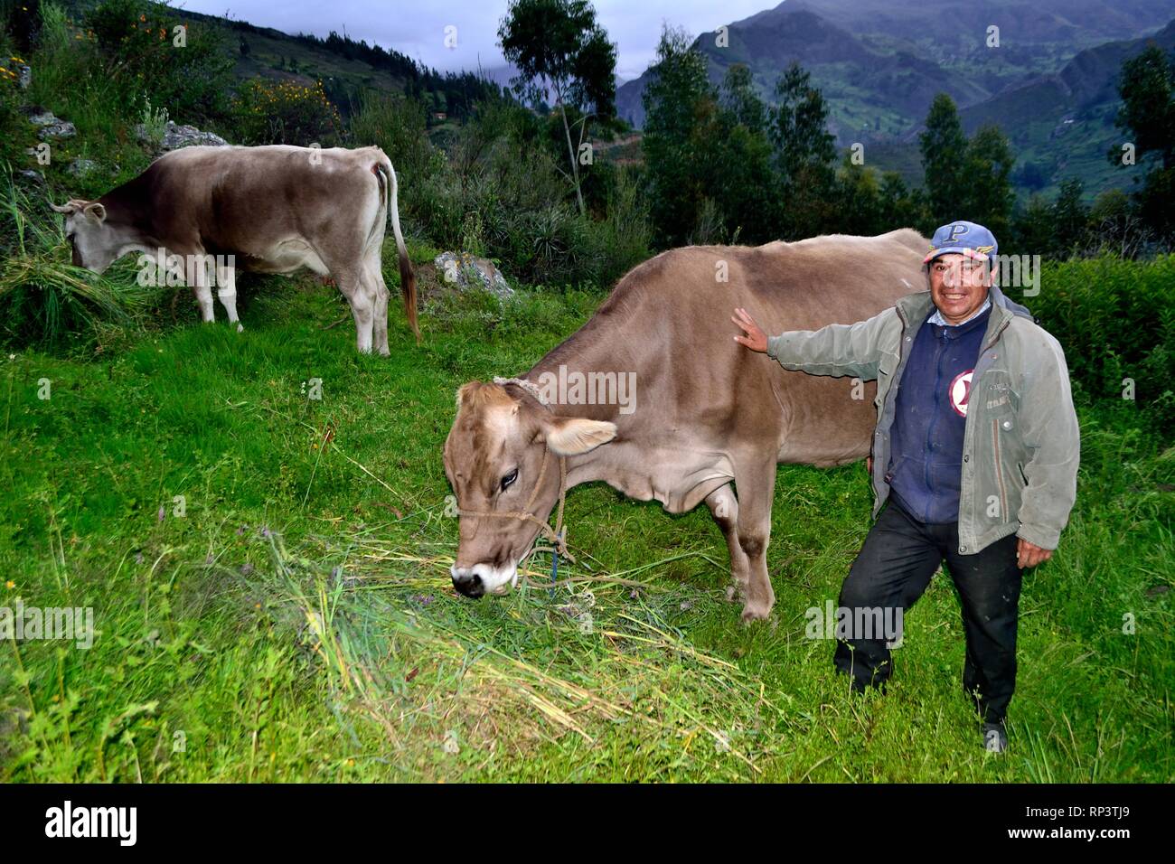 Cows eating lucerne in YANAMA - National park HUASCARAN. Department of ...