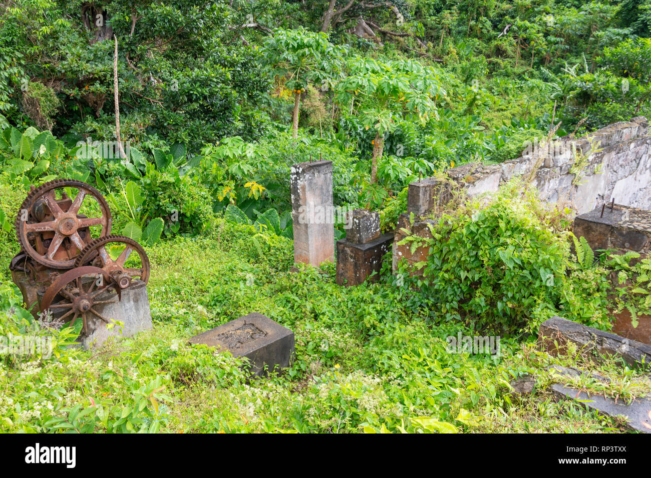 Caribbean sugar plantation. hi-res stock photography and images - Alamy