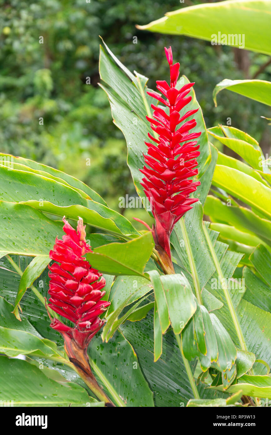Rainforest bush red ginger alpinia purpurata tropical plant natu hi-res ...