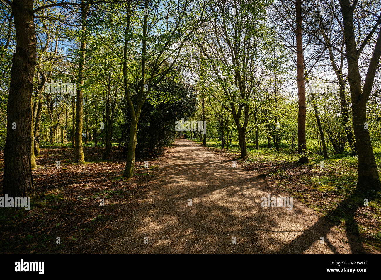English trees hi-res stock photography and images - Alamy