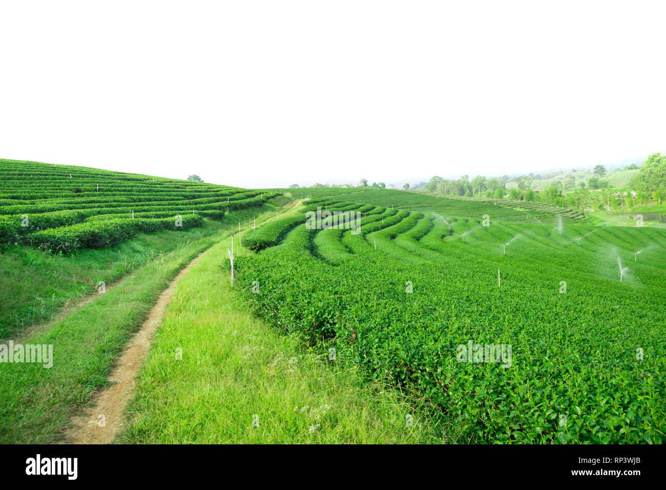 Green tea field isolated on white background Stock Photo - Alamy