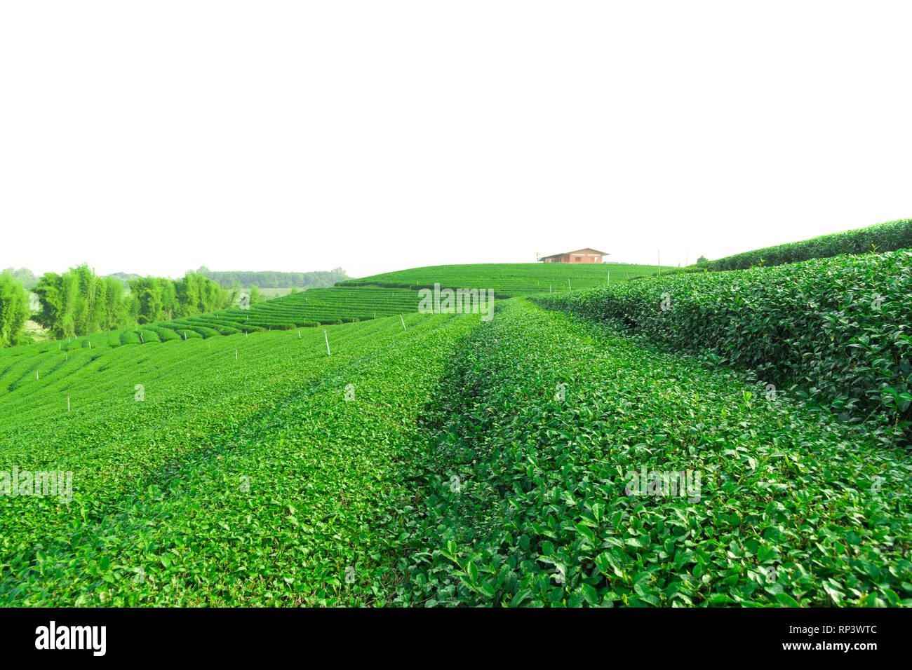 Green tea field isolated on white background Stock Photo - Alamy