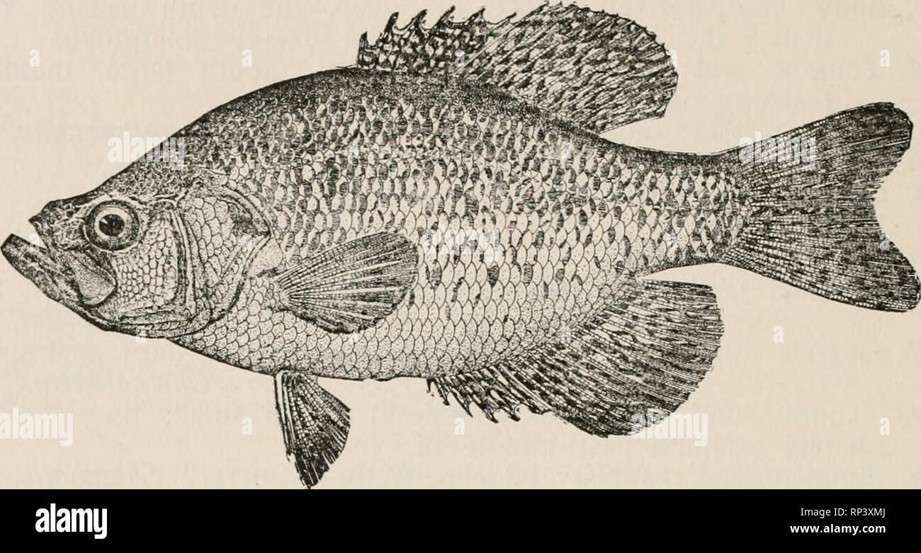 Croppie fish hi-res stock photography and images - Alamy