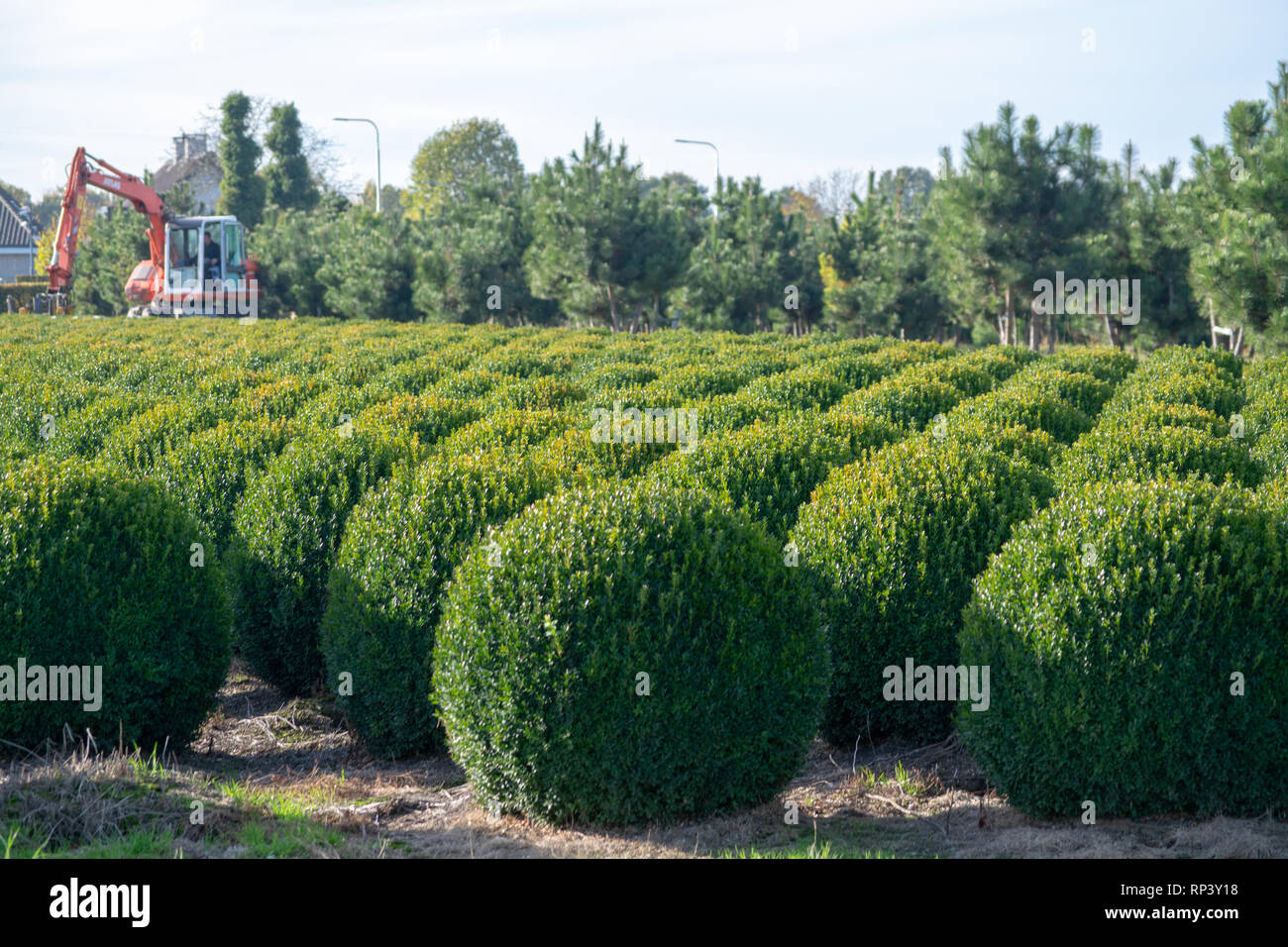 Evergreen buxus or box wood nursery in Netherlands, plantation of ...