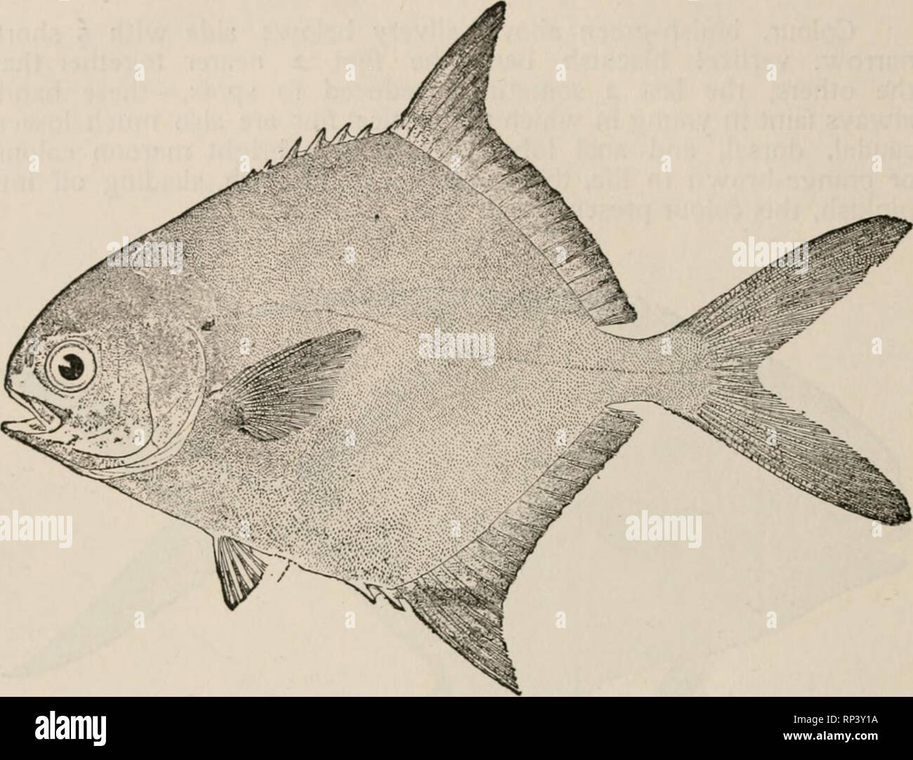 Trachinotus falcatus hi-res stock photography and images - Alamy