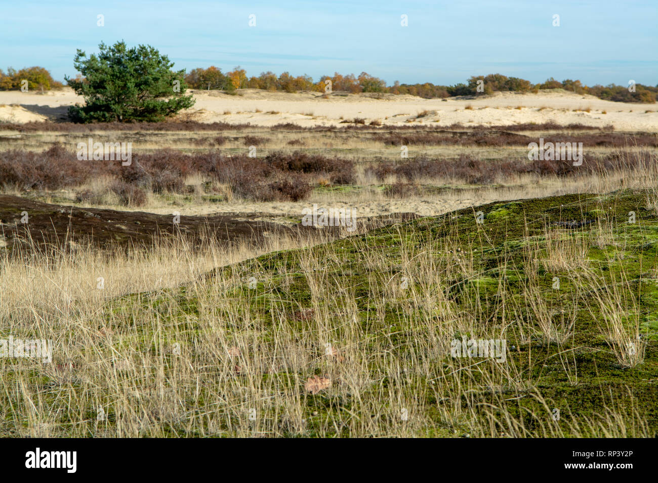 Desert landscape with yellow sand dunes, trees and plants and blue sky ...