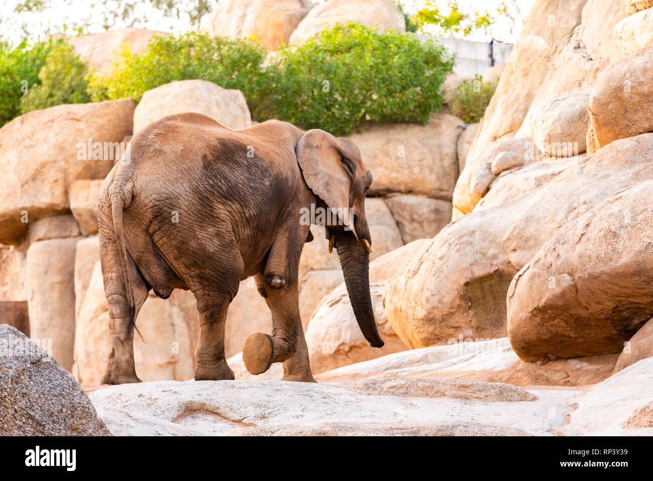 African wild animals captive in a zoo Stock Photo - Alamy