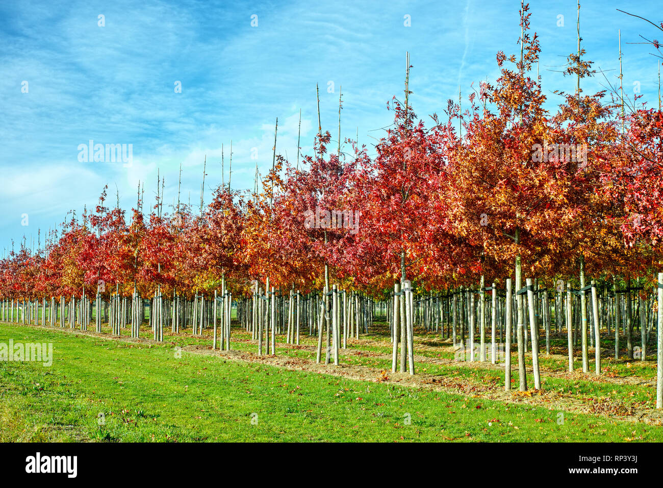 Garden and park tree nurseries specialise in medium to very large sized ...