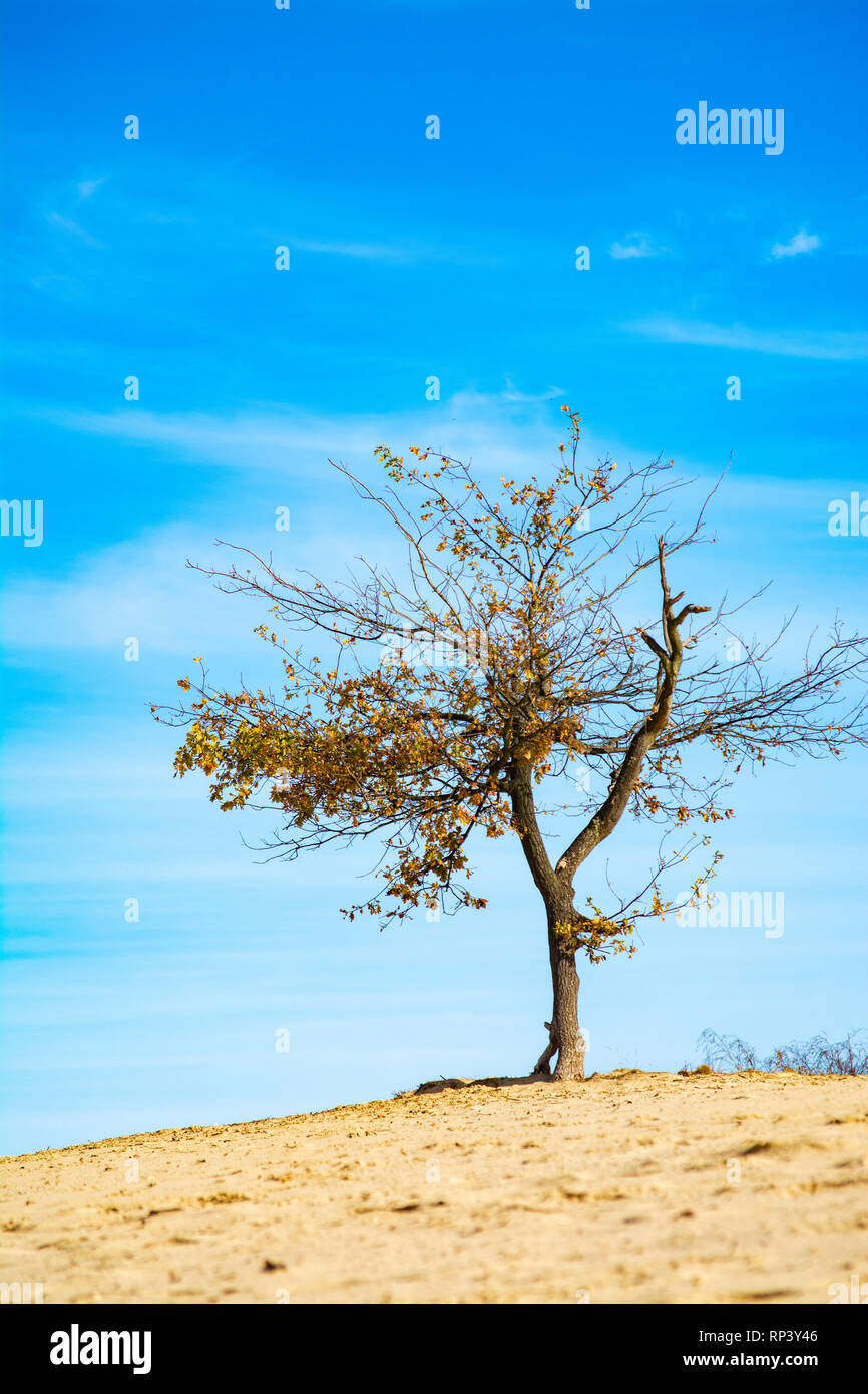 One old dried tree in yellow desert sands and blue sky, loneliness ...