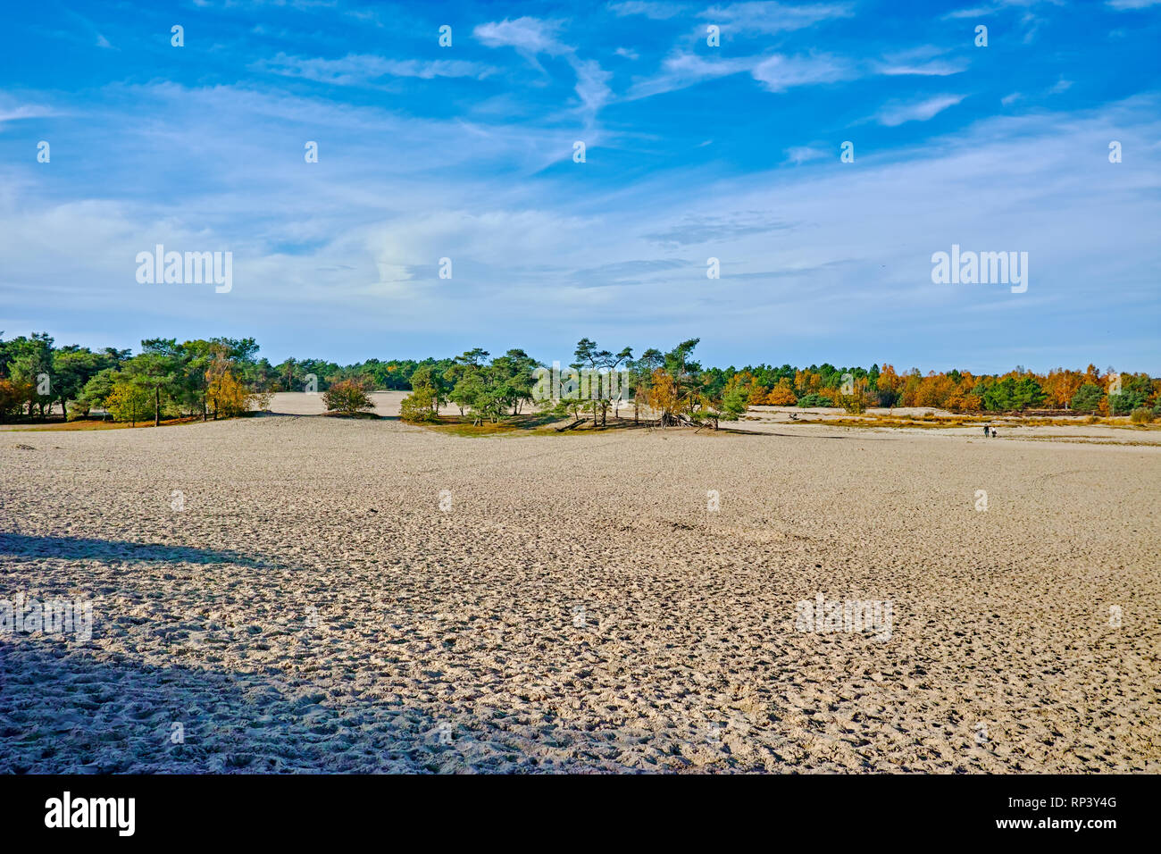 Desert landscape with yellow sand dunes, trees and plants and blue sky ...