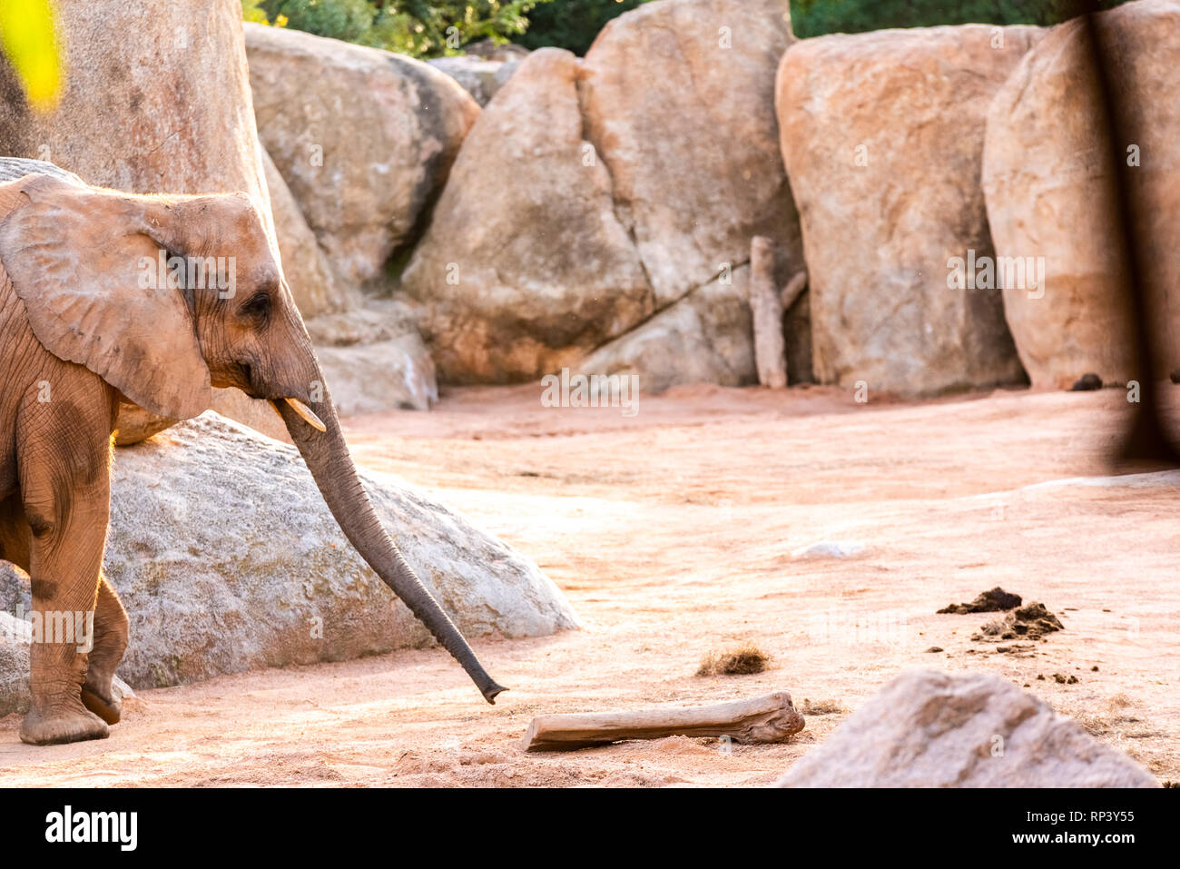 African wild animals captive in a zoo Stock Photo - Alamy