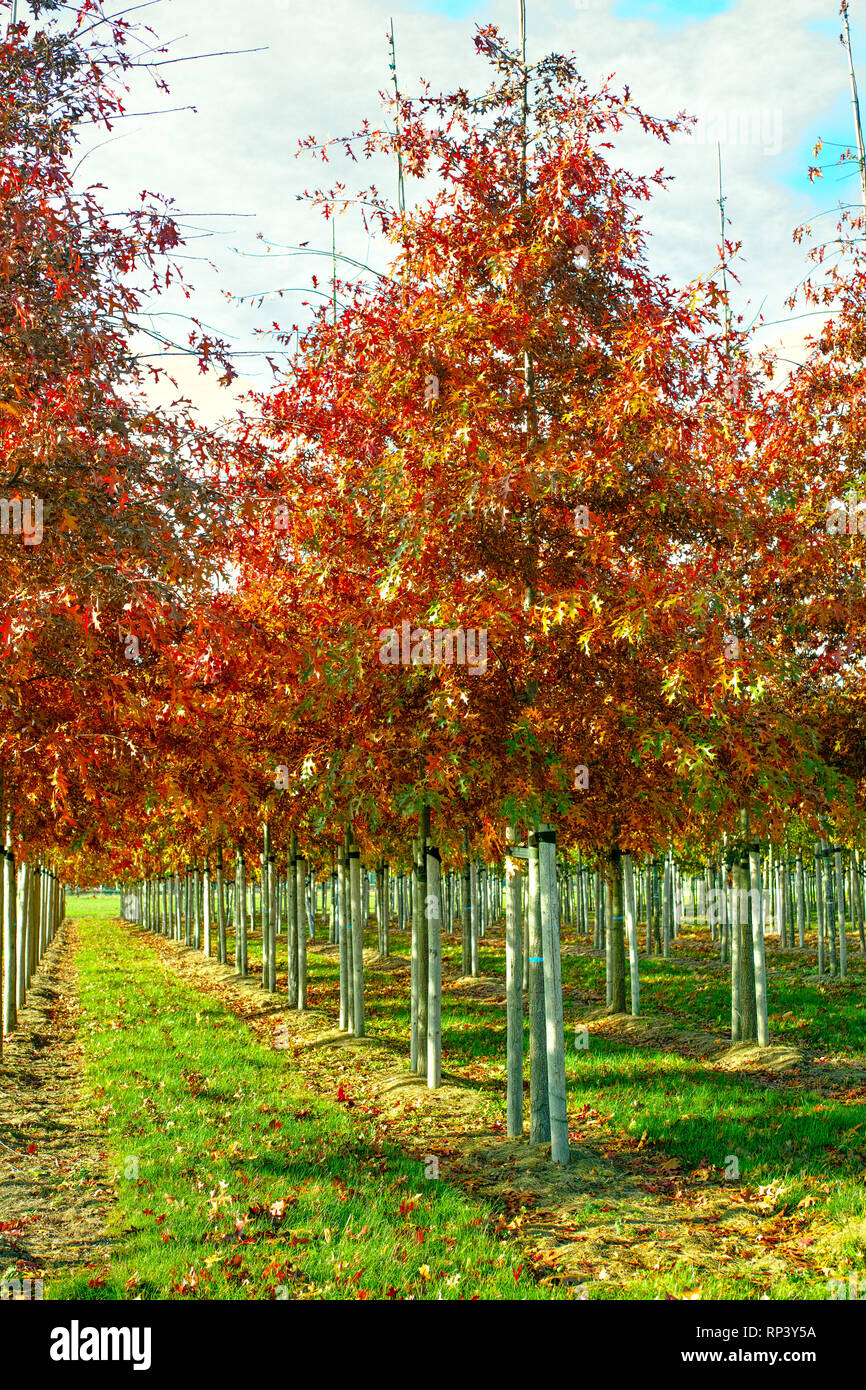 Garden and park tree nurseries specialise in medium to very large sized ...