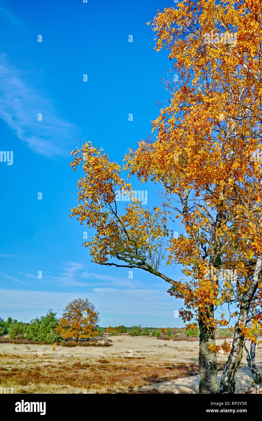 Desert landscape with yellow sand dunes, trees and plants and blue sky ...