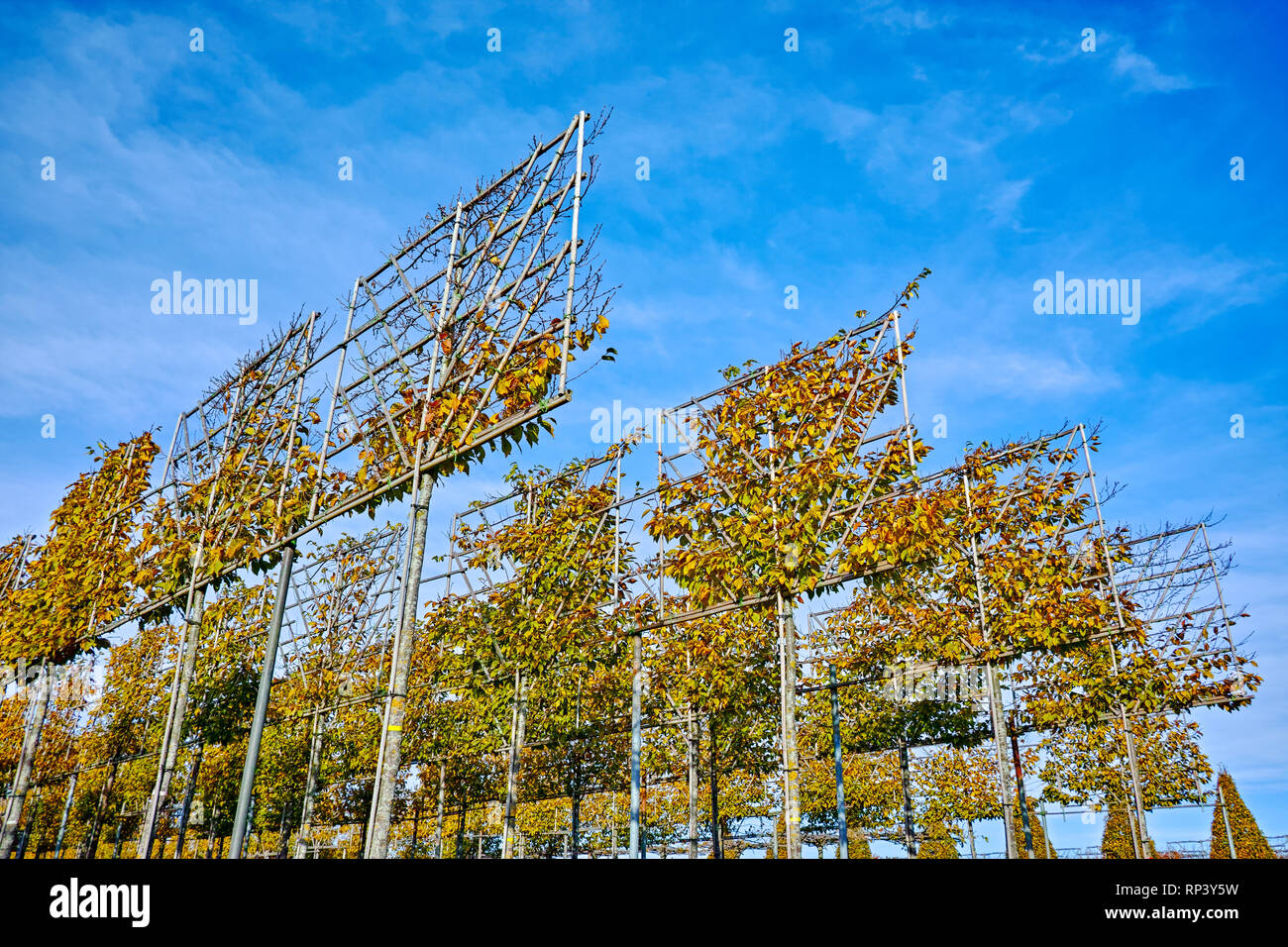 Big espaliered decorative alder trees growing on nursery plantation in ...
