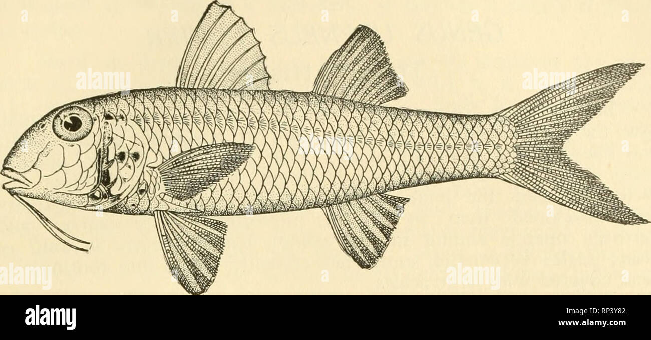 . American food and game fishes : a popular account of all the species ...