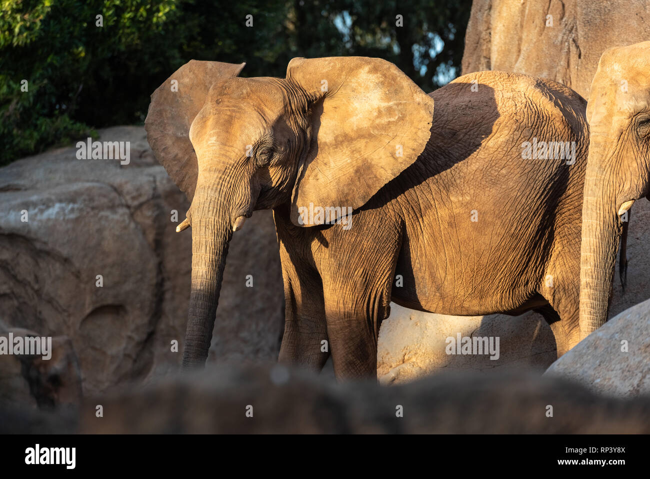 African wild animals captive in a zoo Stock Photo - Alamy