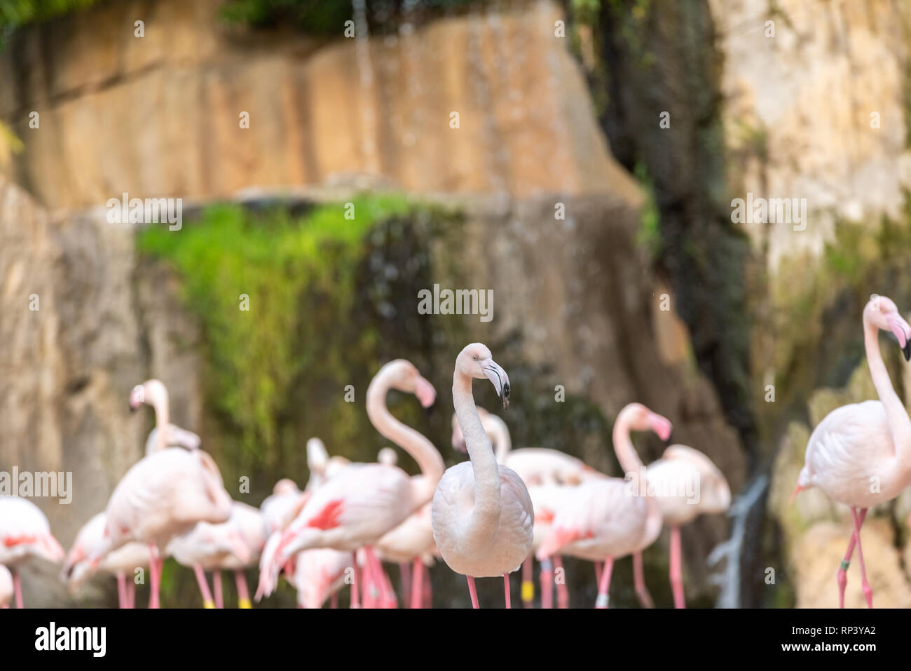 African wild animals captive in a zoo Stock Photo - Alamy