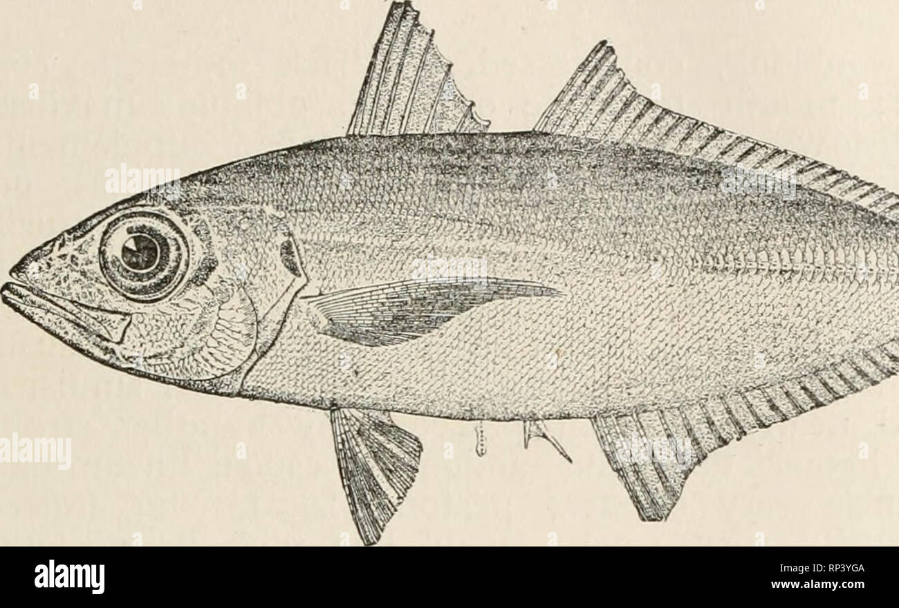 Akule hi-res stock photography and images - Alamy