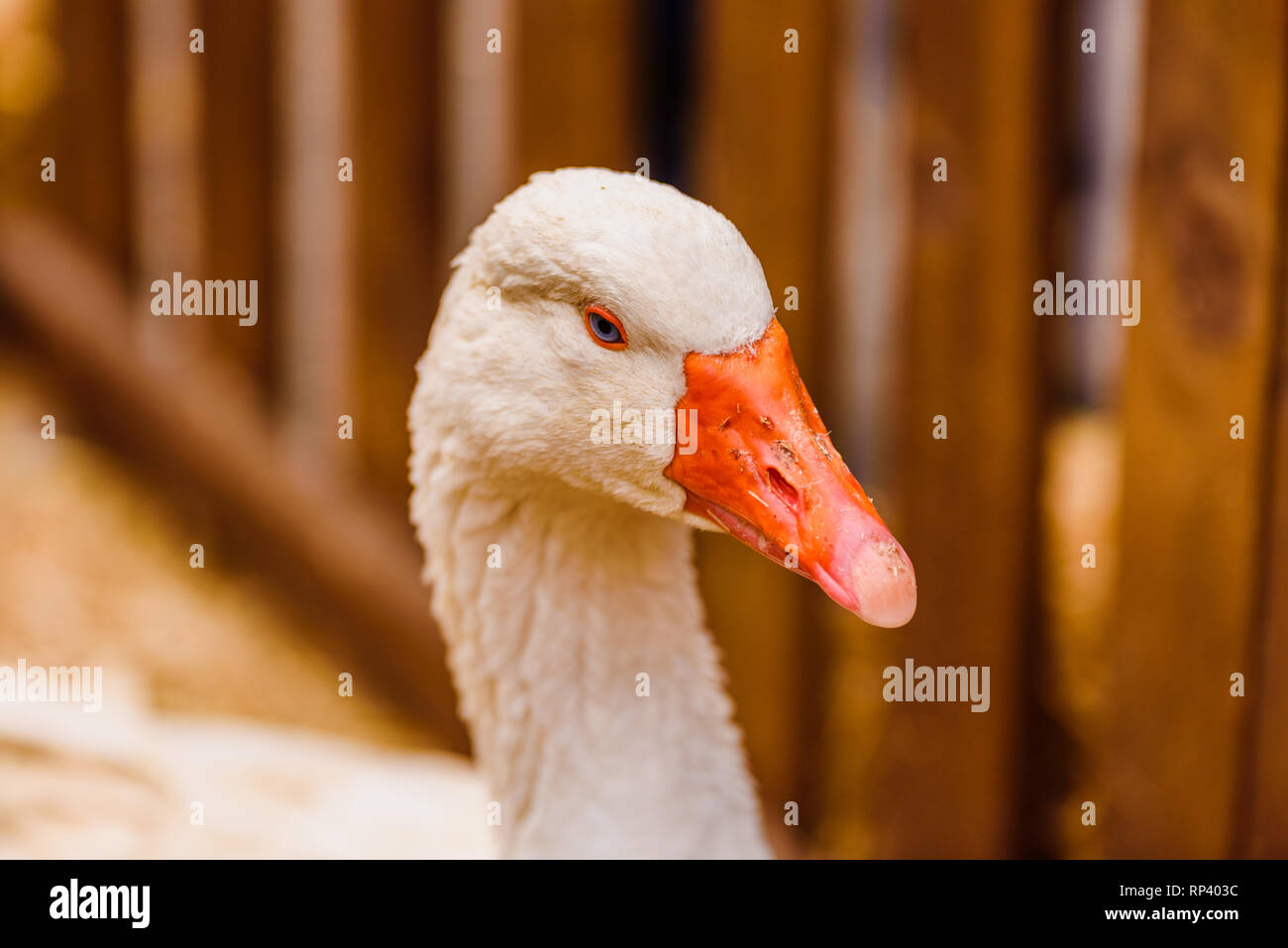 Head and long neck of geese near the fence of a farm Stock Photo - Alamy