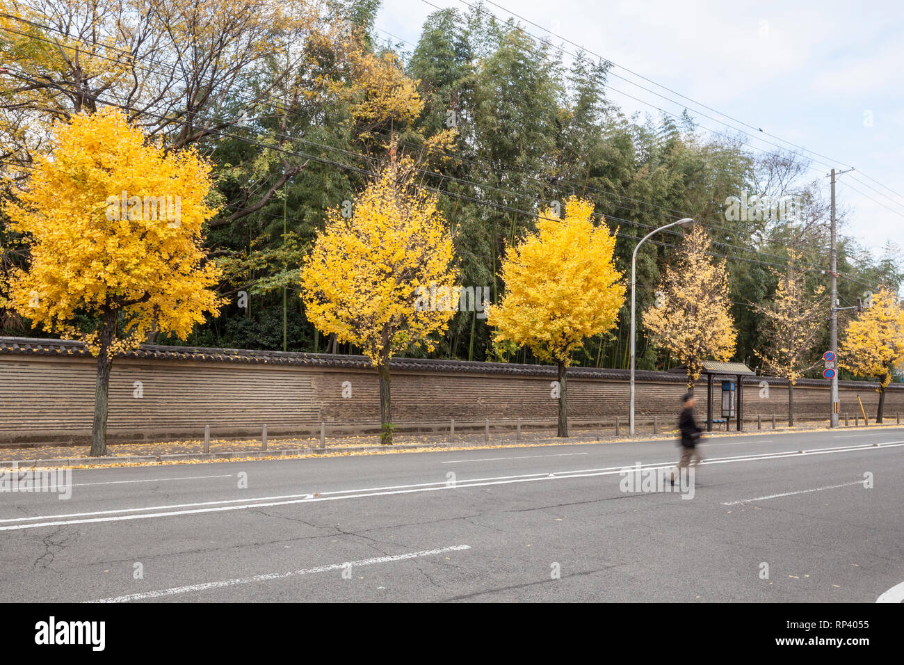 Ginkgo trees lining the street outside the walls of Shosei-en Garden ...