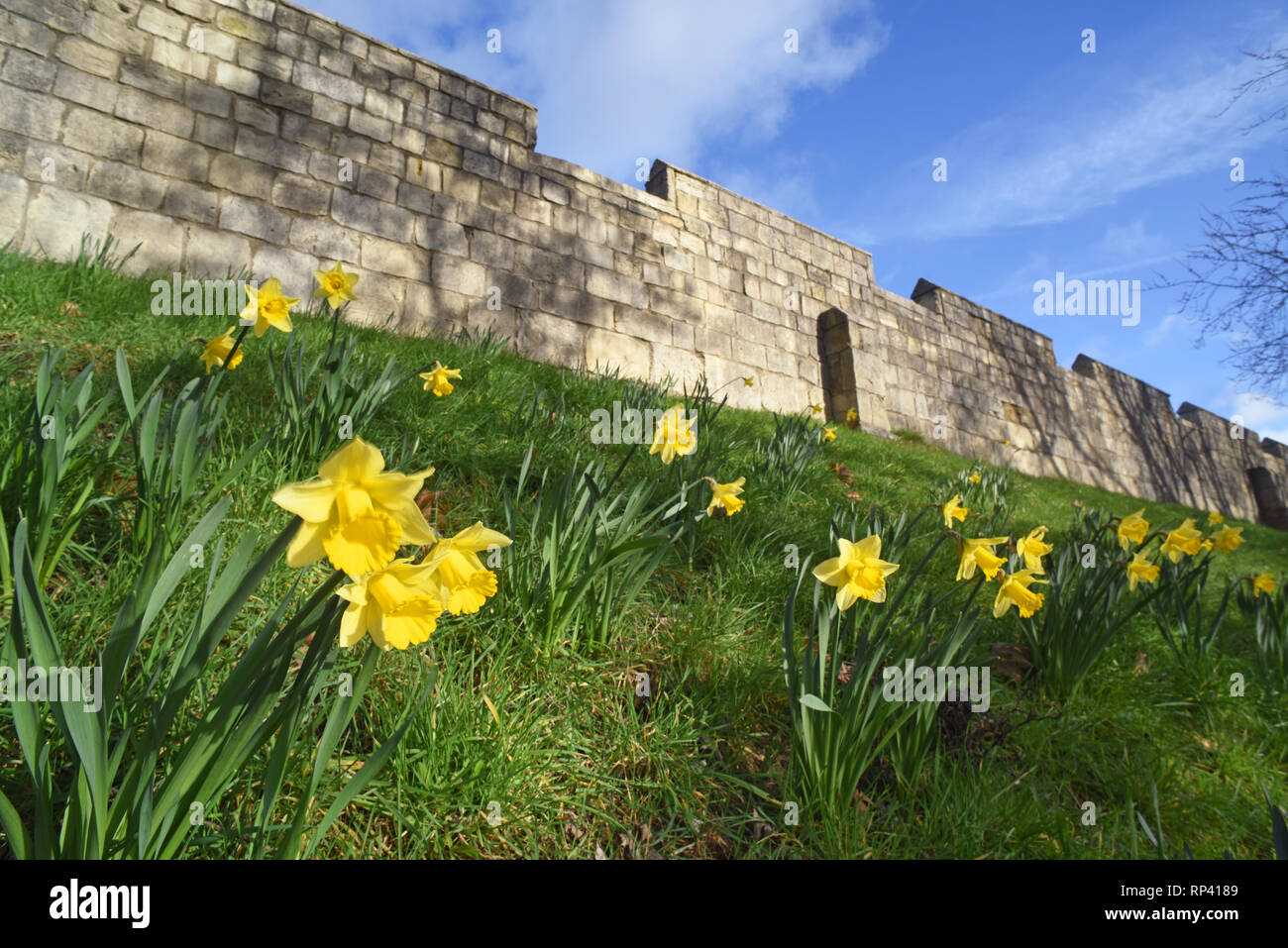 spring time daffodils by the city walls york united kingdom Stock Photo ...