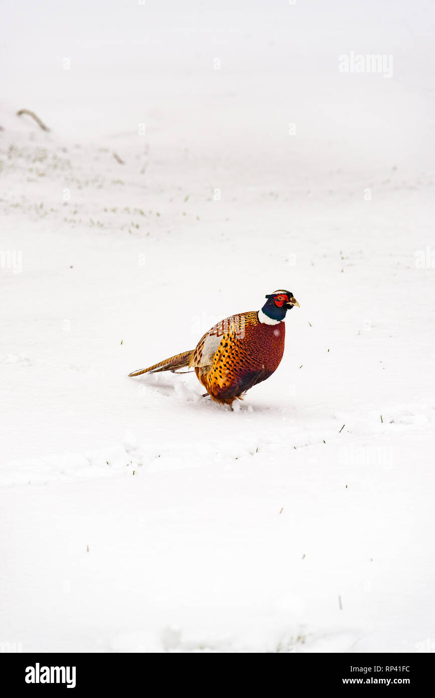 Wild Pheasants walking around The Secret Garden in the snow - Blenheim ...