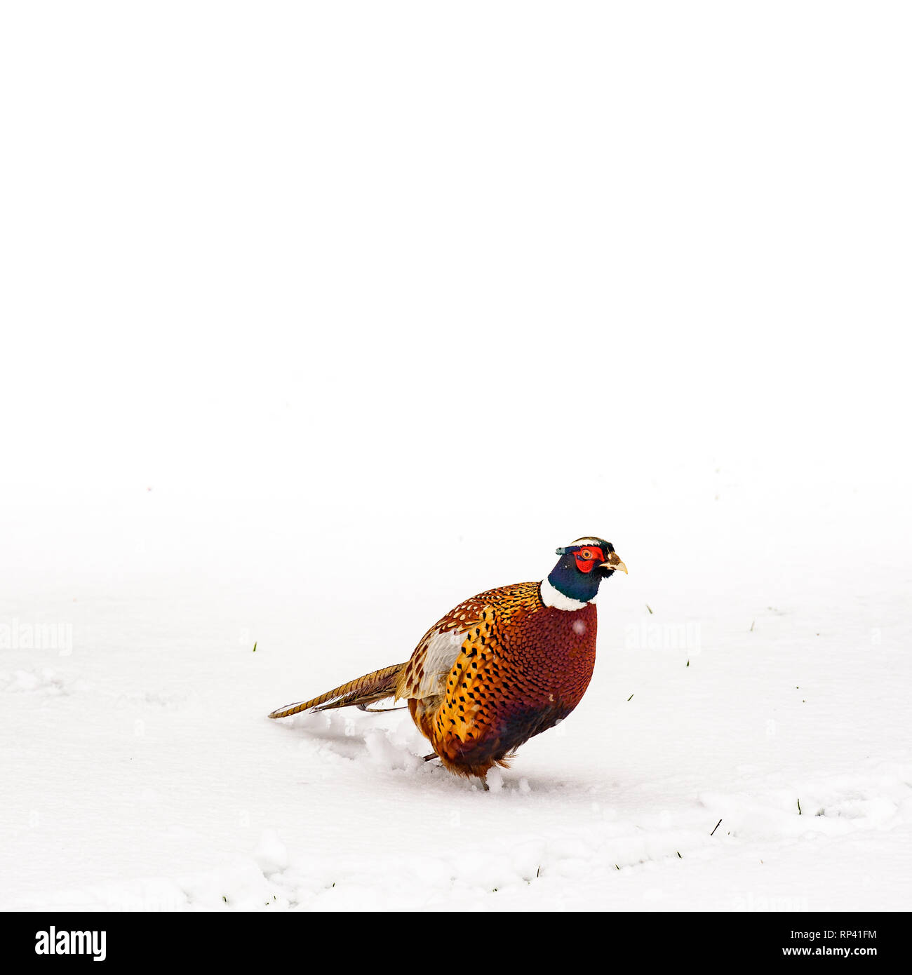 Wild Pheasants walking around The Secret Garden in the snow - Blenheim ...