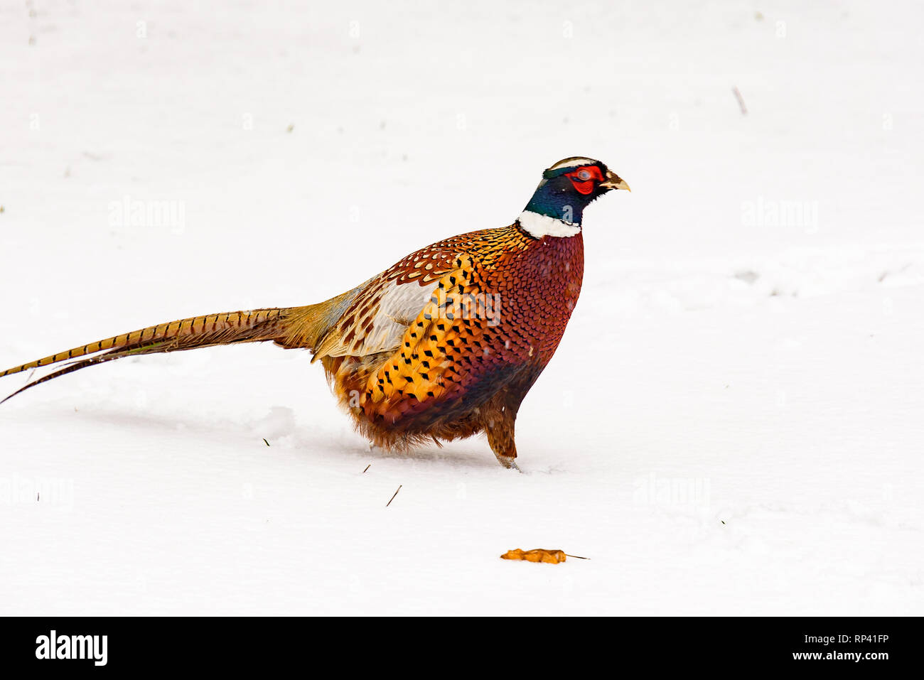 Wild Pheasants walking around The Secret Garden in the snow - Blenheim ...