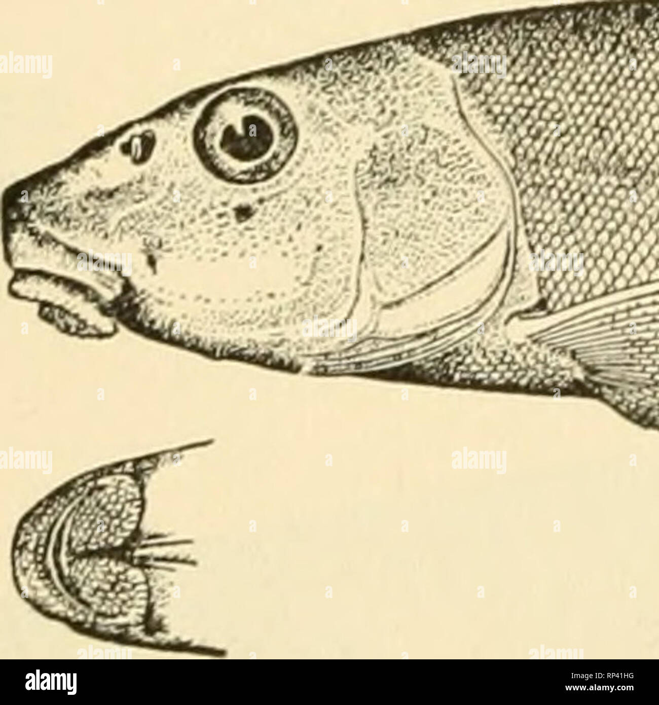 . American food and game fishes : a popular account of all the species ...
